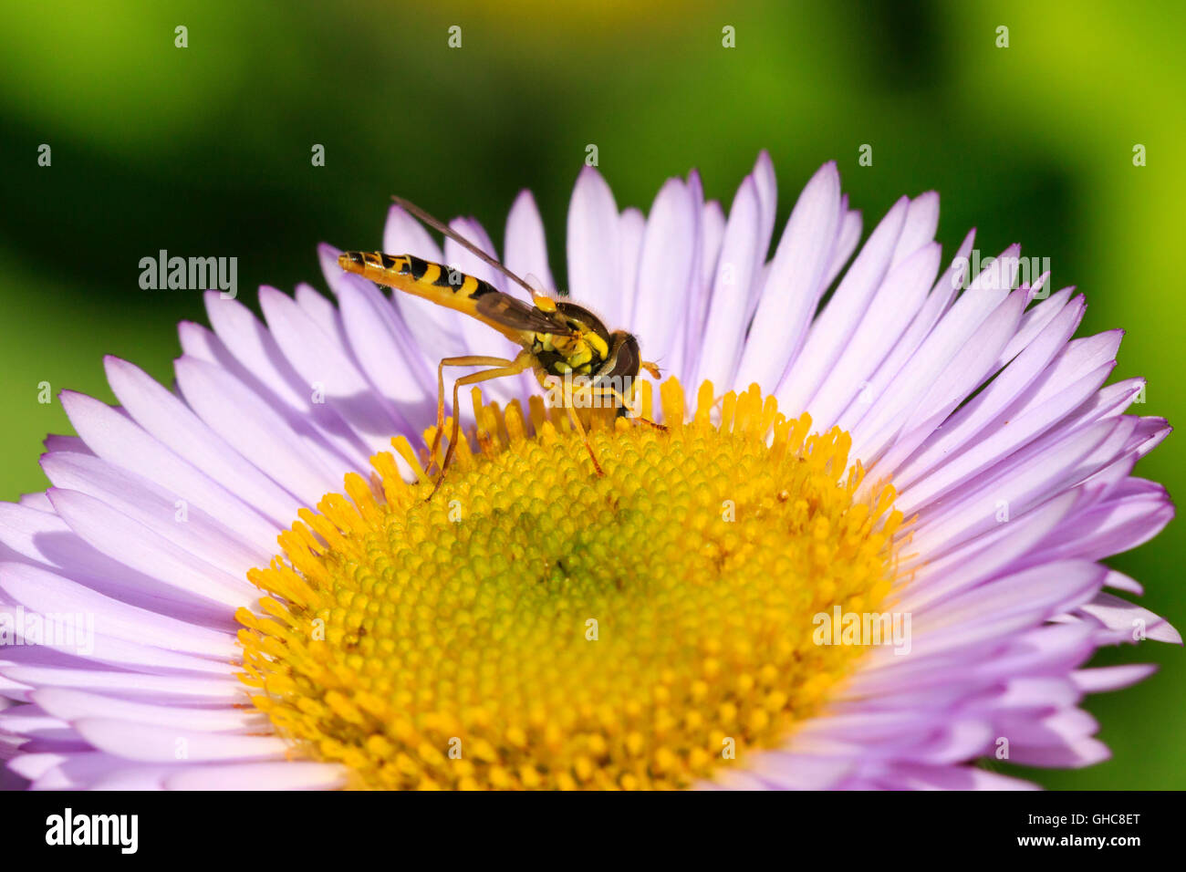 Sphaerophoria interrupta hi-res stock photography and images - Alamy