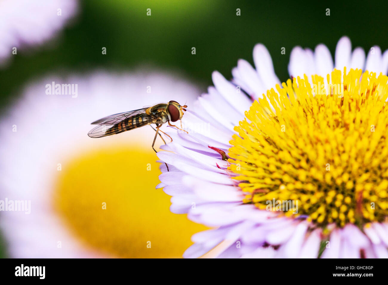 Hoverfly Sphaerophoria interrupta adult feeding on garden flower Stock ...