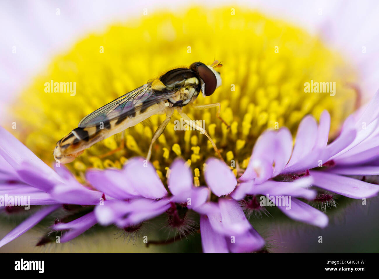 Sphaerophoria interrupta hi-res stock photography and images - Alamy
