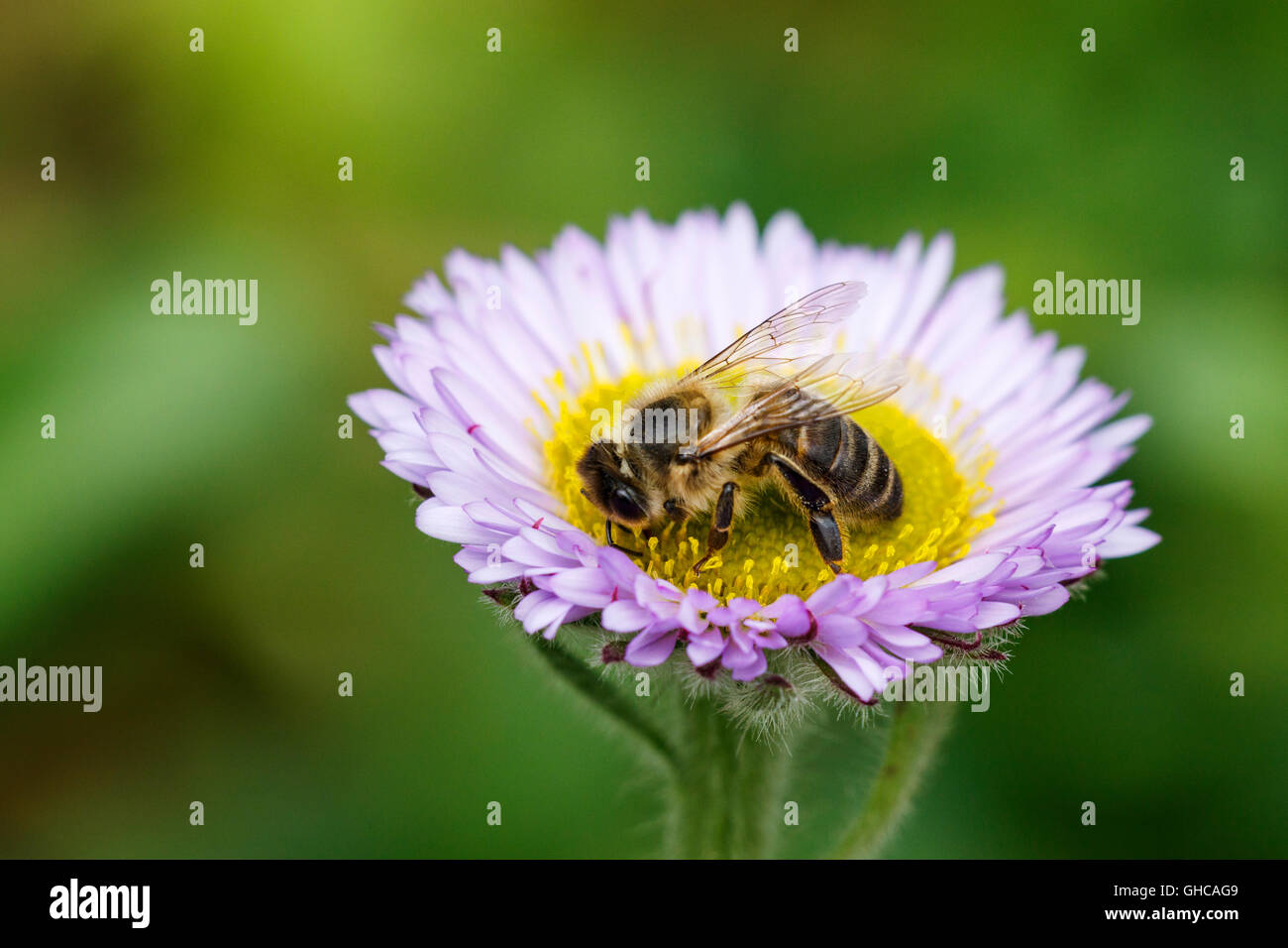 Western Honey Bee Apis mellifera on Seaside Daisy flower Stock Photo ...