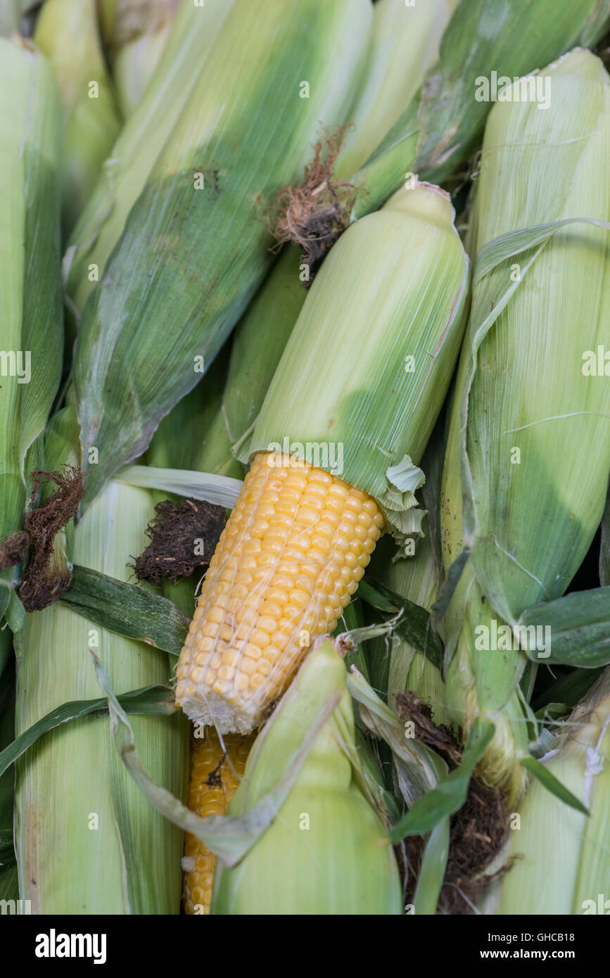 Freshness leaf hi-res stock photography and images - Alamy