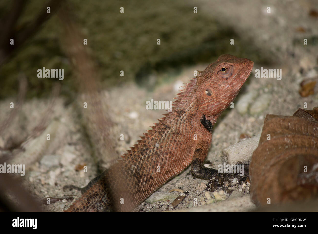Coloured lizard hi-res stock photography and images - Alamy