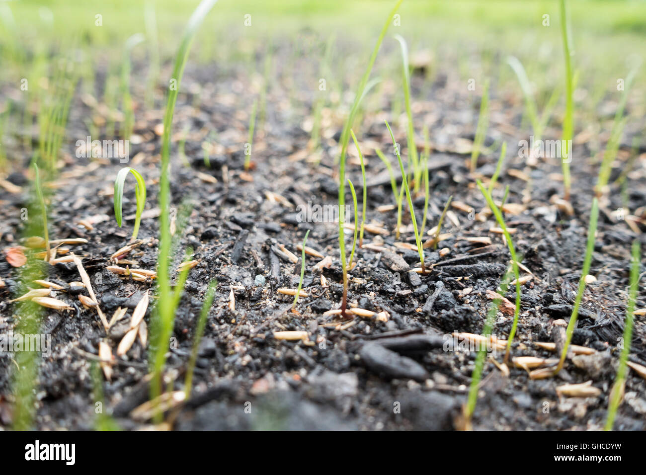 The first shoots of growth from grass seeds Stock Photo - Alamy