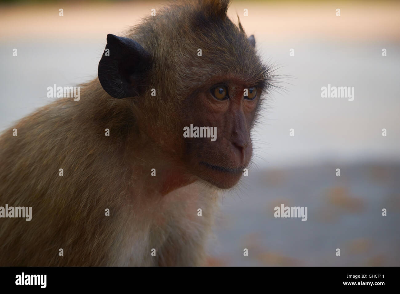 wild monkeys in Thailand Stock Photo - Alamy