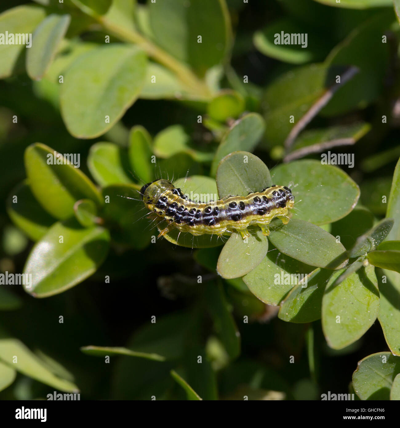 Box tree moth hi-res stock photography and images - Alamy