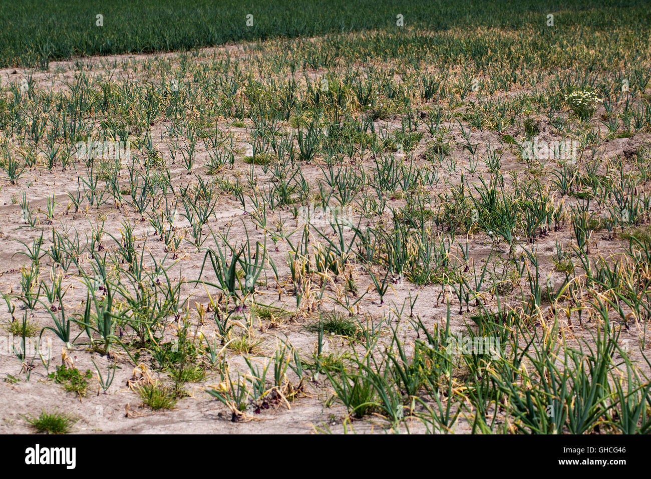 Field on onions, damaged by heavy rain Stock Photo - Alamy