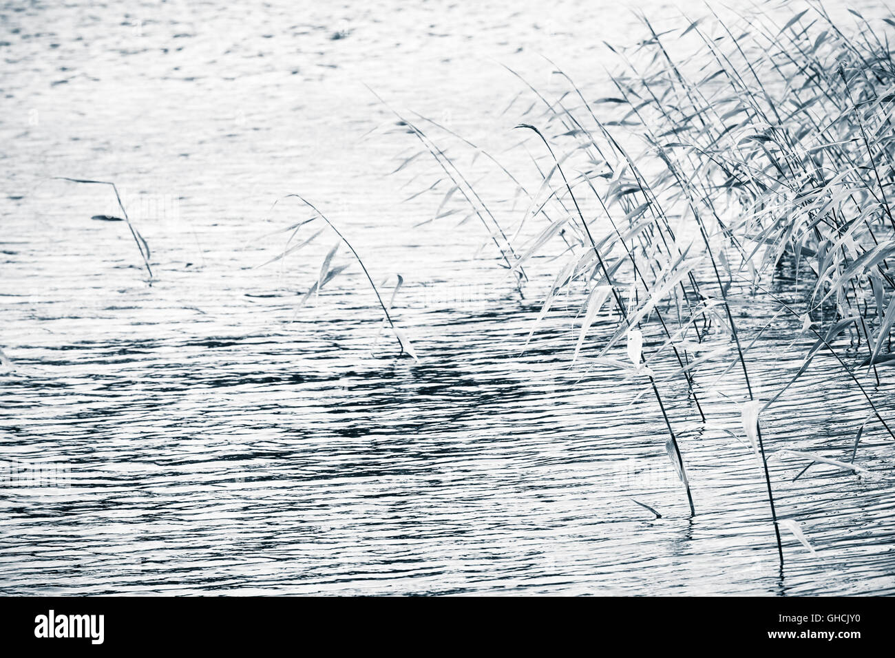 Coastal reed silhouettes over still lake water, blue toned natural ...