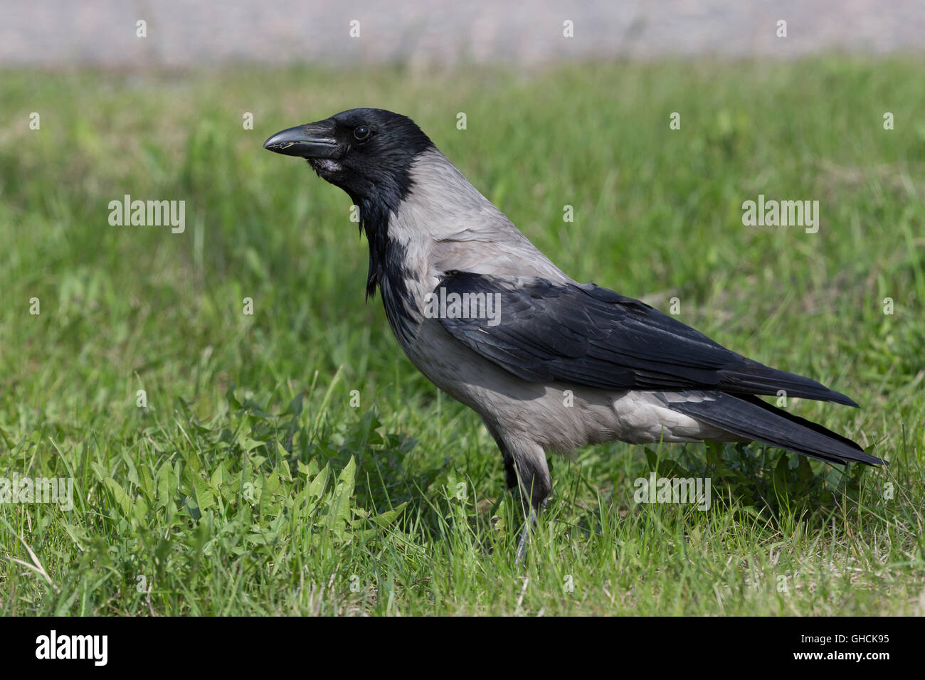 Corvus cornix hi-res stock photography and images - Alamy