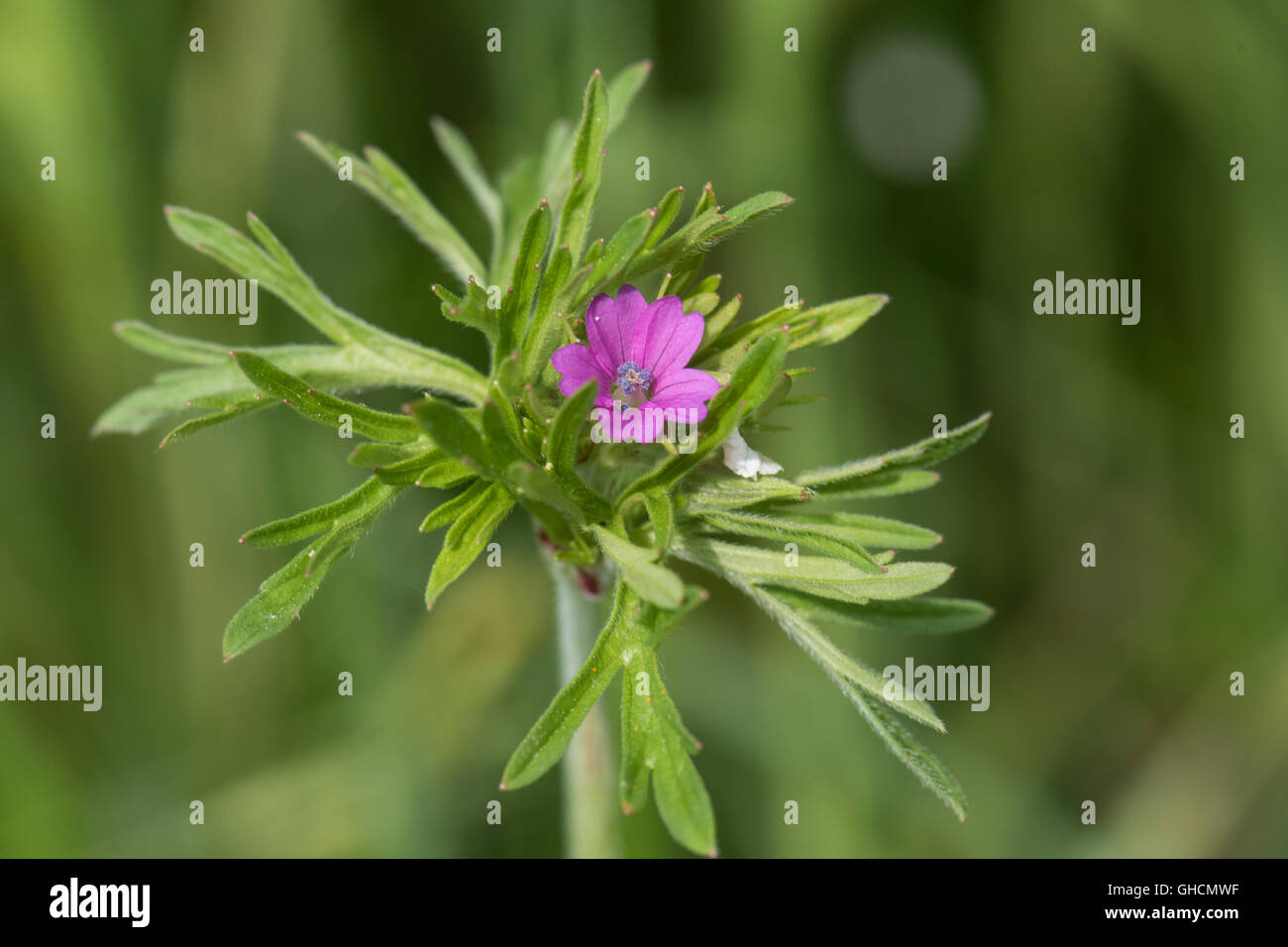Geranium dissectum hi-res stock photography and images - Alamy