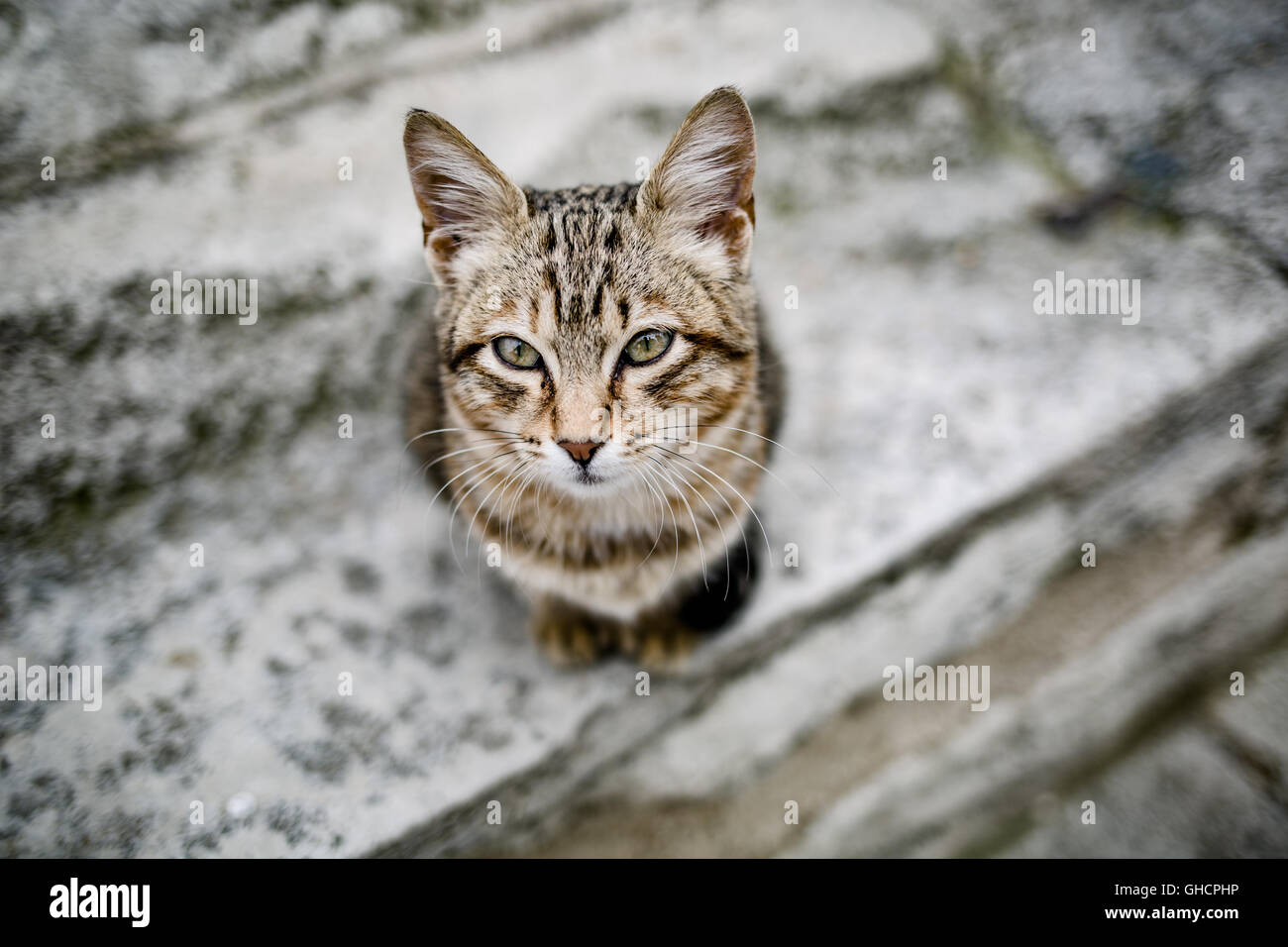 Friendly cat hi-res stock photography and images - Alamy