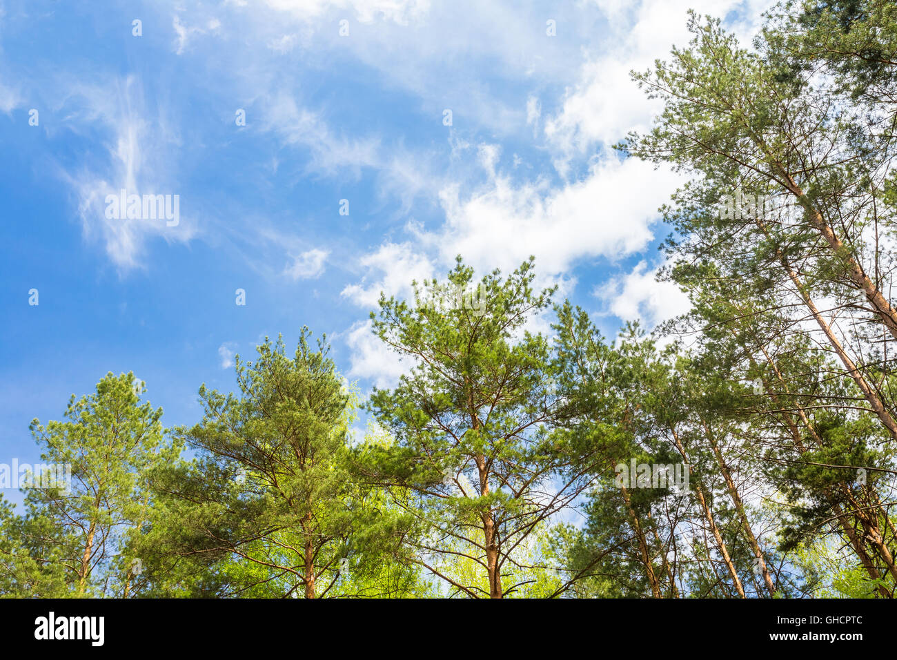 Young Densely Planted Pine Grove Copse Coppice Of Tall Thin Coniferous ...