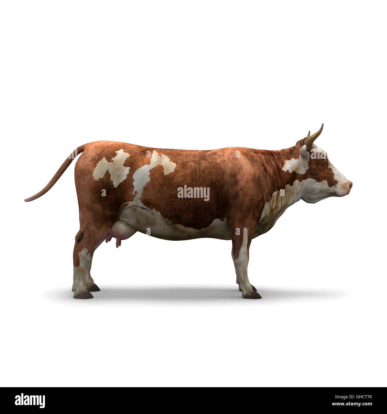 Cow on white background isolated 3d rendering Stock Photo - Alamy