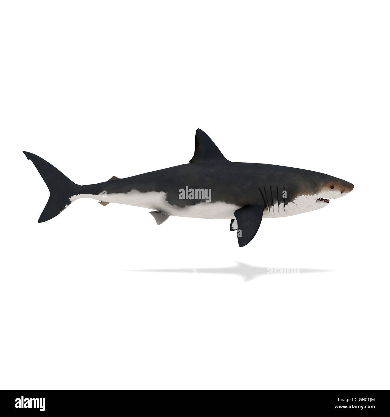 Shark side view hi-res stock photography and images - Alamy