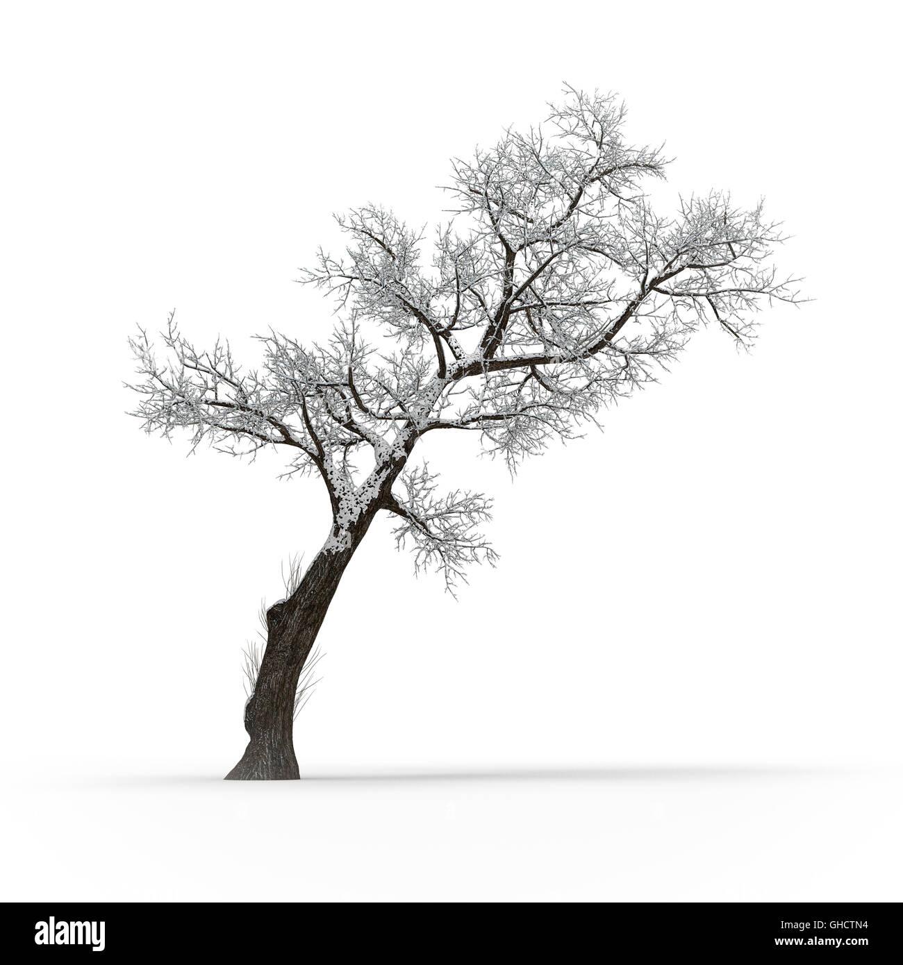 Winter tree without leaves on white background 3d rendering Stock Photo ...