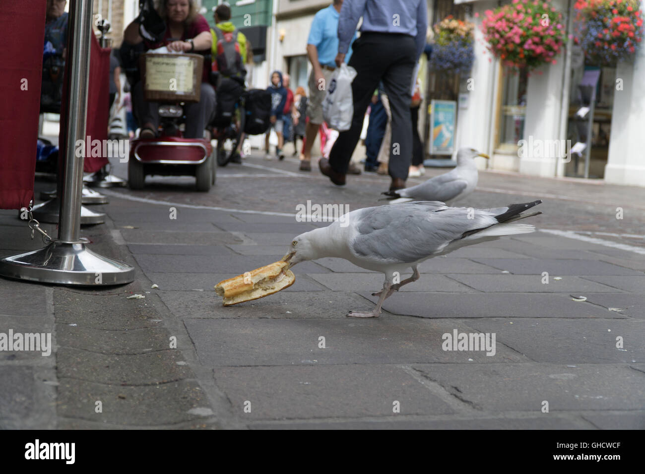 A Seagull eats a sandwich after just having stolen the food from a man ...