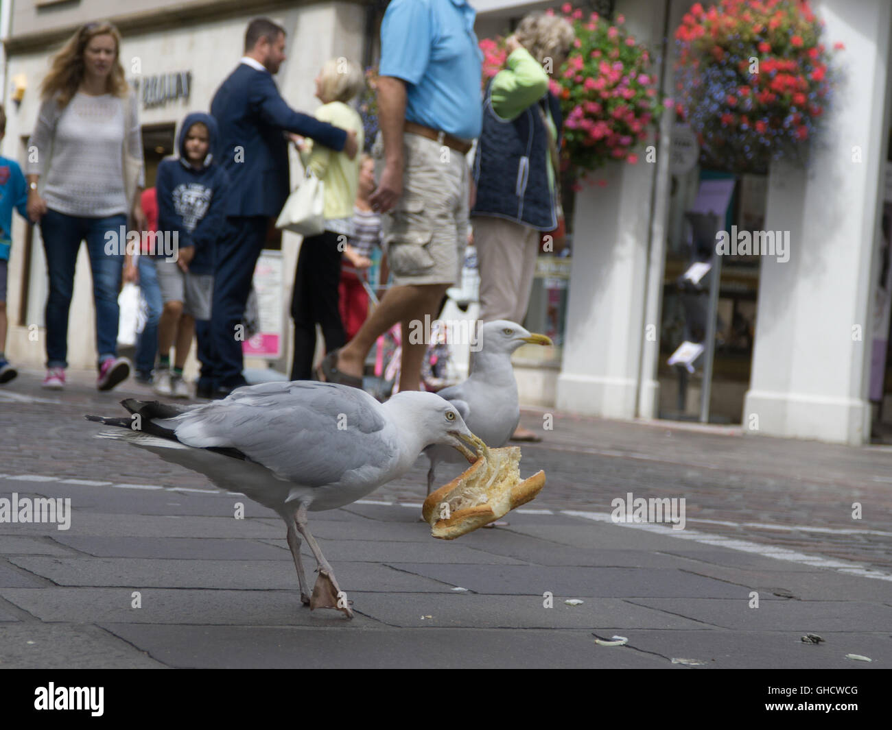 A Seagull eats a sandwich after just having stolen the food from a man ...