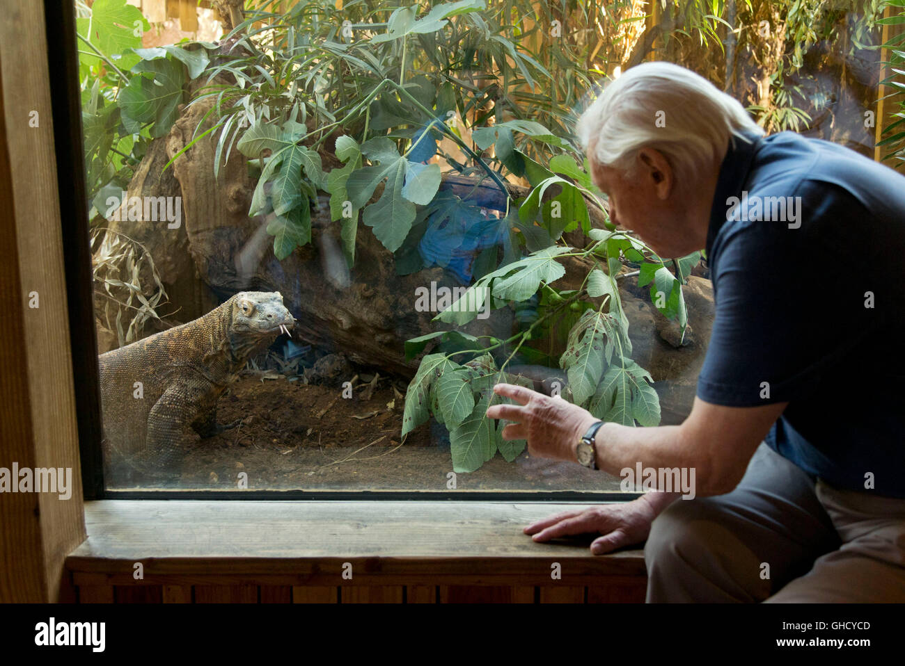 Komodo dragon ganas hi-res stock photography and images - Alamy
