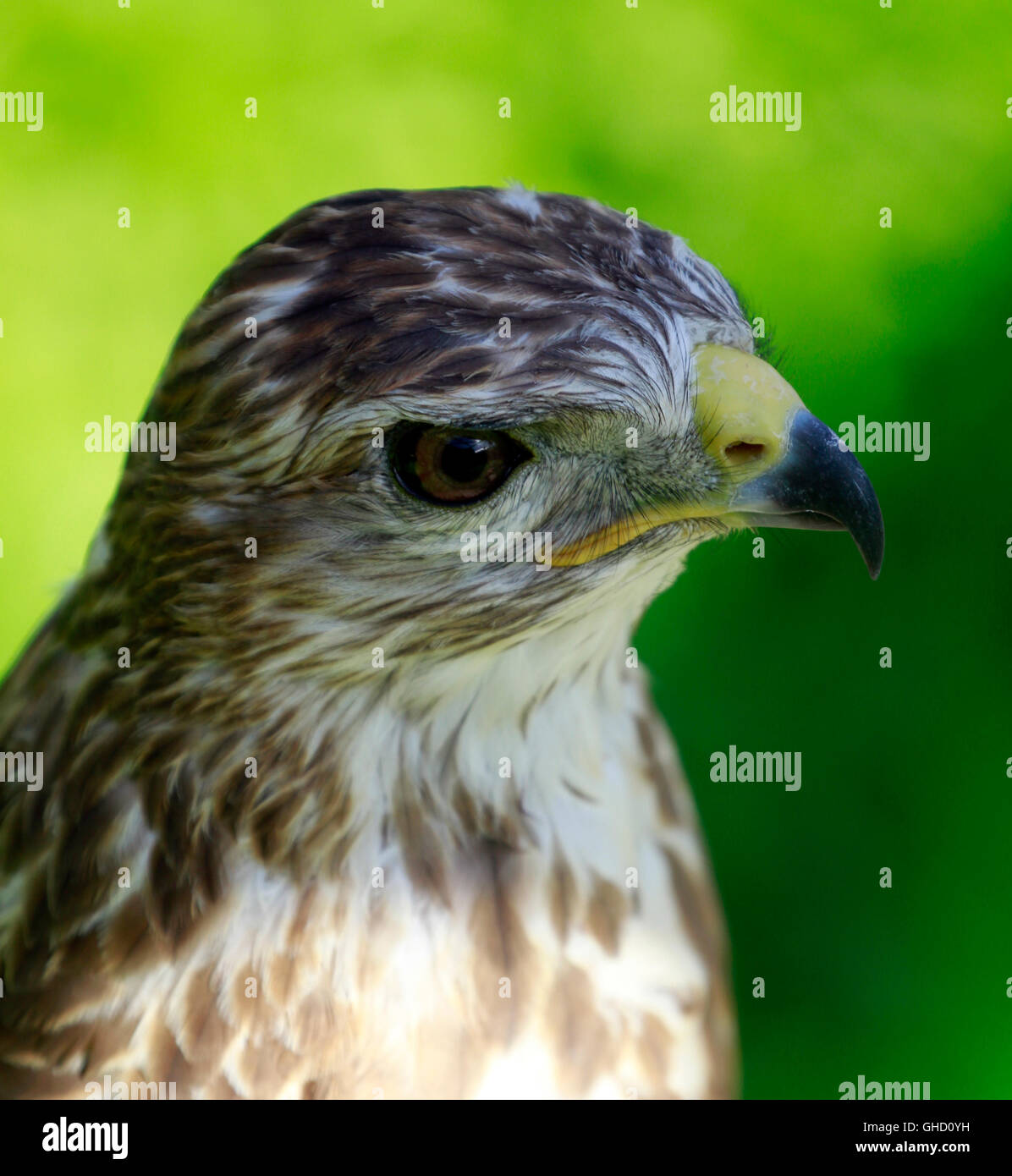 Buteo Buteo Vulpinus