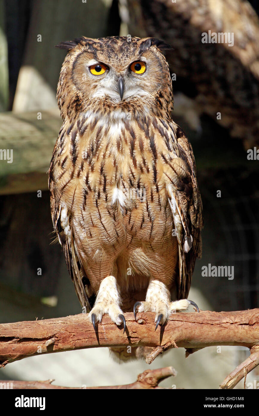 Cape eagle owl bubo capensis hi-res stock photography and images - Alamy