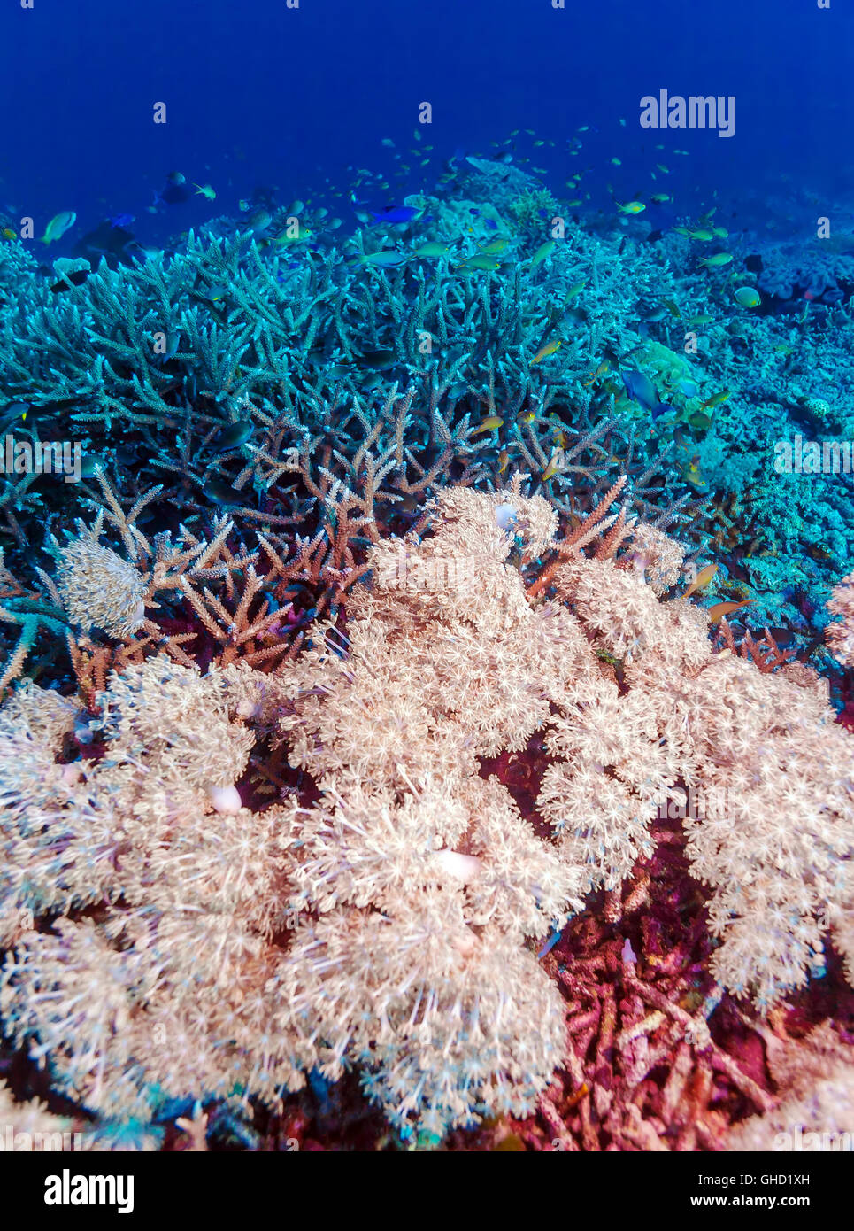 Colorful Tropical Reef Landscape with Soft Corals, bali, Indonesia ...