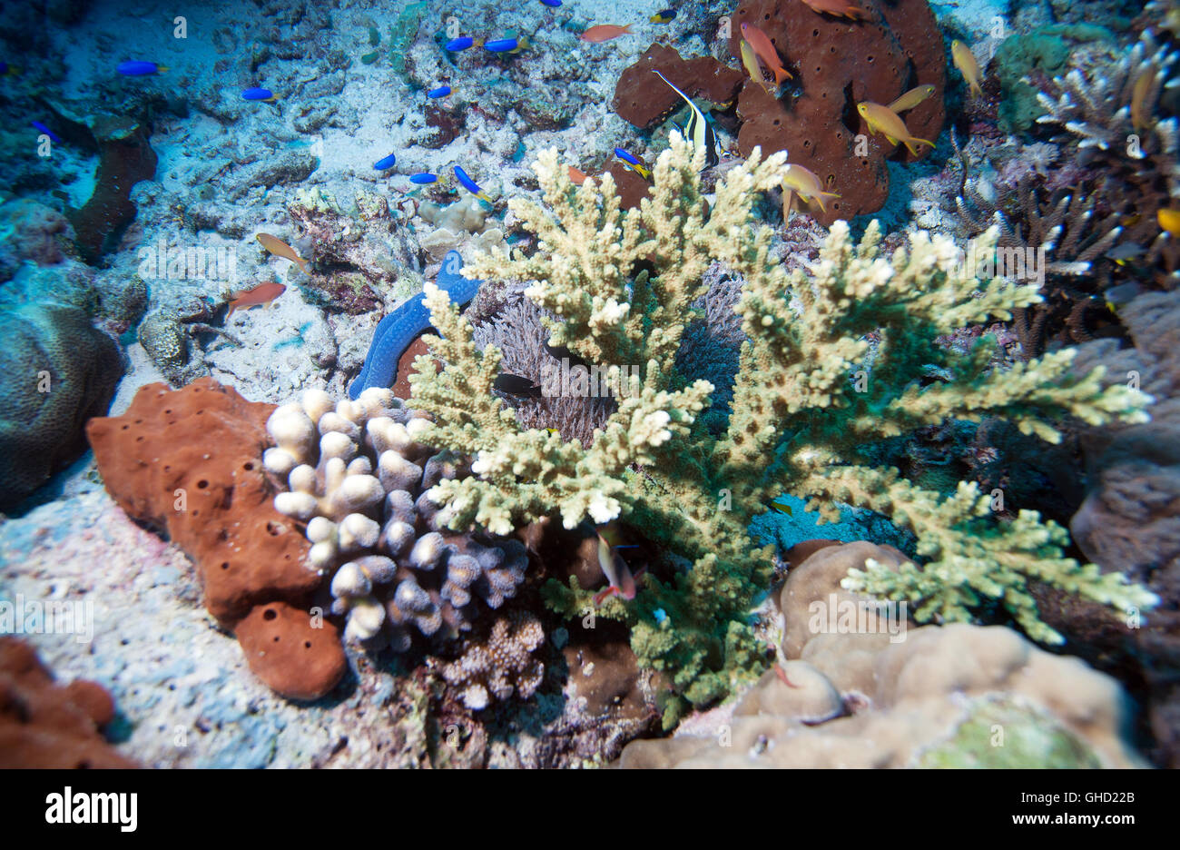 Fishes and Sea Bottom of Ecosystem of Tropical Coral Reef Stock Photo ...