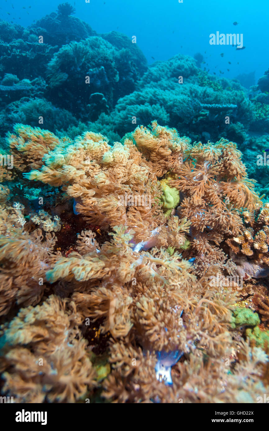 Colorful Tropical Reef Landscape with Soft Corals, bali, Indonesia ...