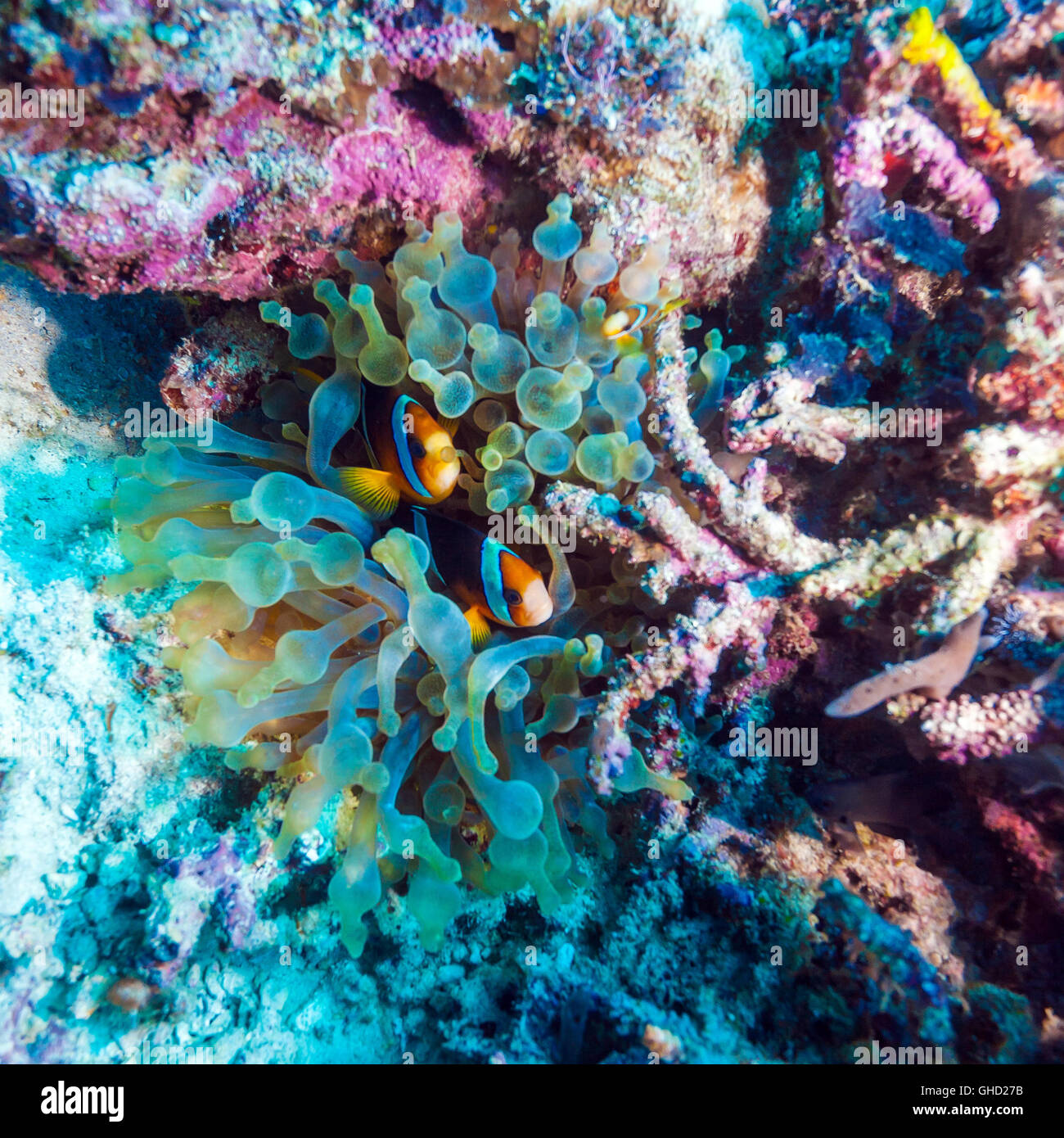 Underwater Landscape with Anemone Fish near Tropical Coral Reef, Bali ...