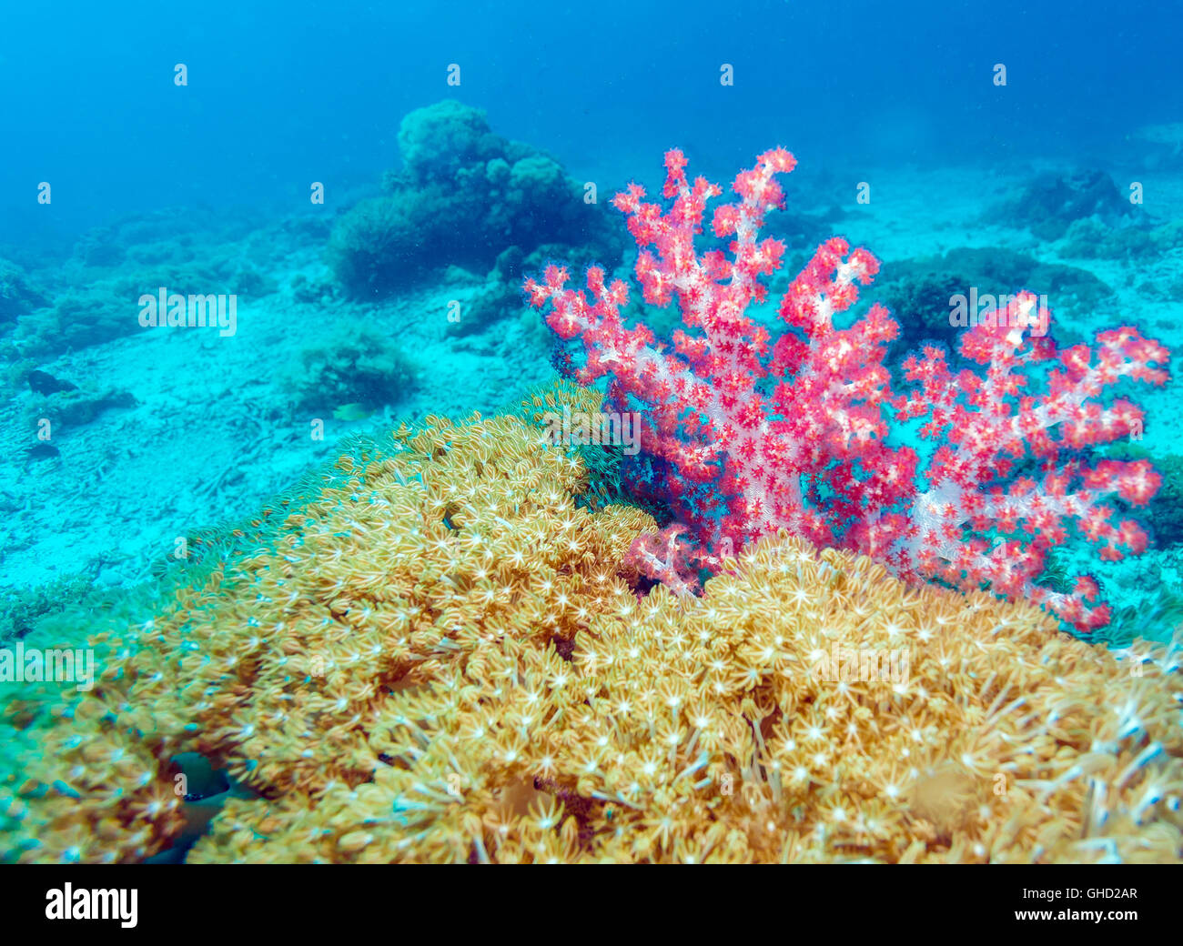 Colorful Tropical Reef Landscape with Soft Corals, bali, Indonesia ...