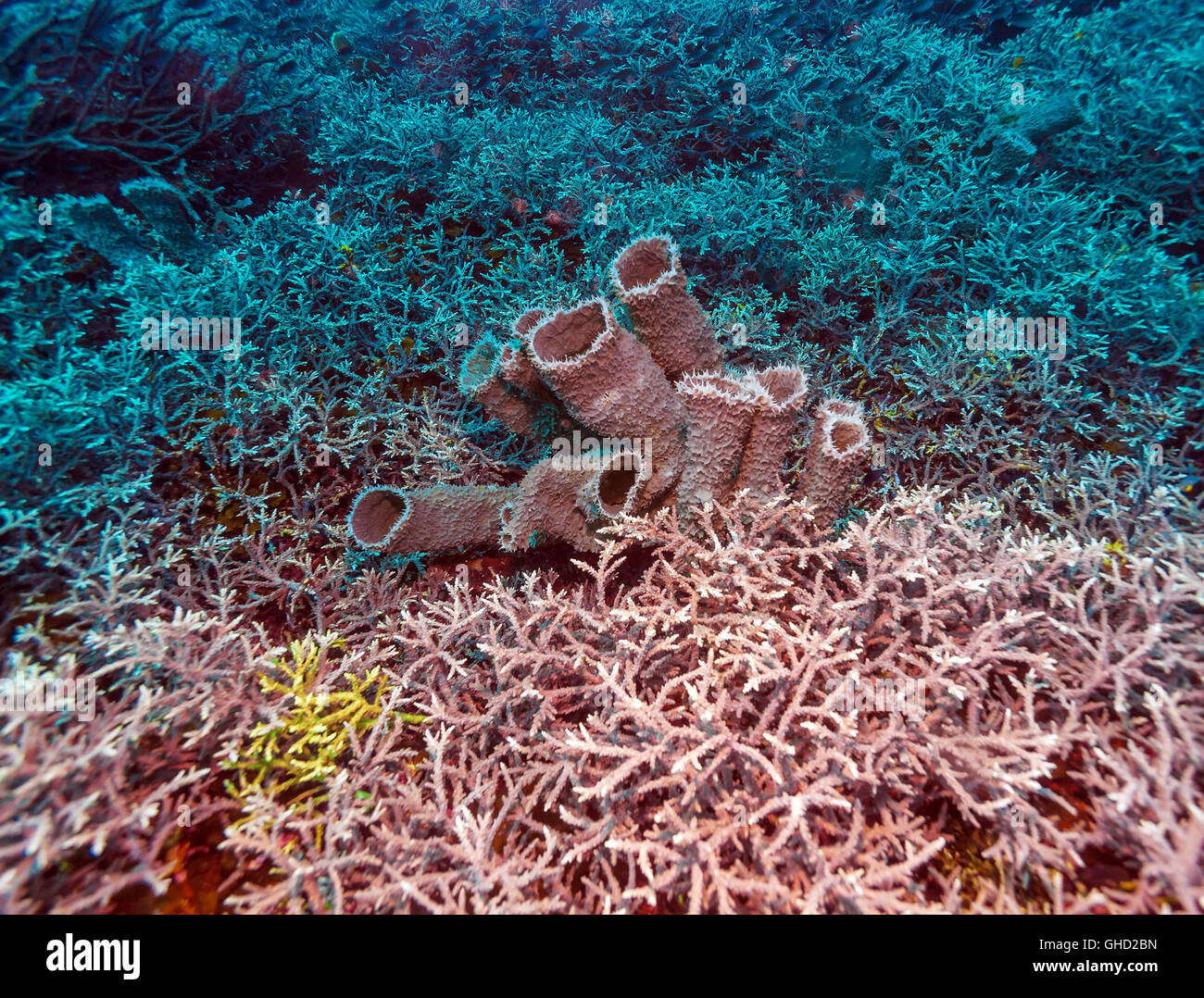 Colorful Tropical Reef Landscape with Hard Corals, Bali, Indonesia ...