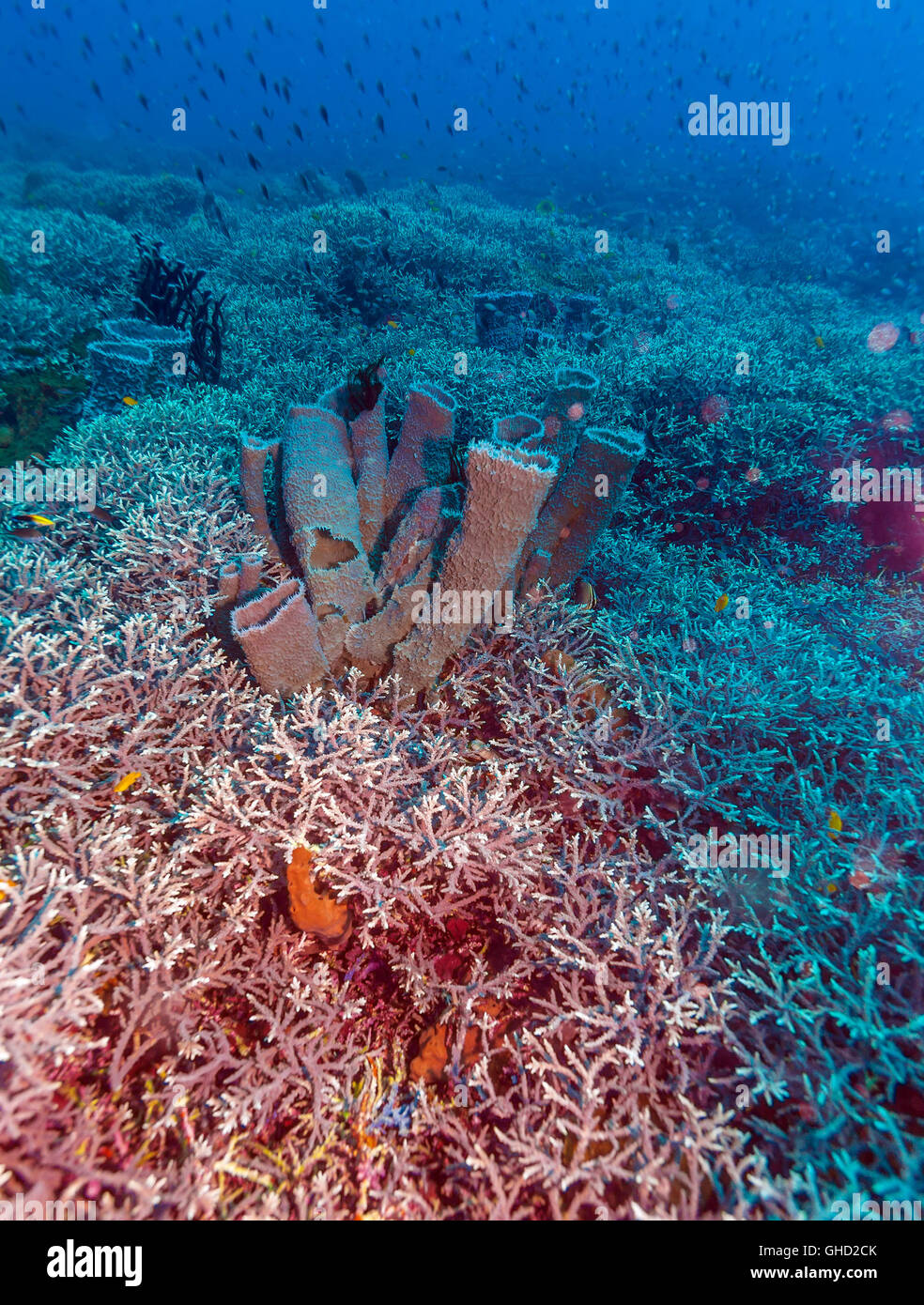 Colorful Tropical Reef Landscape with Hard Corals, Bali, Indonesia ...