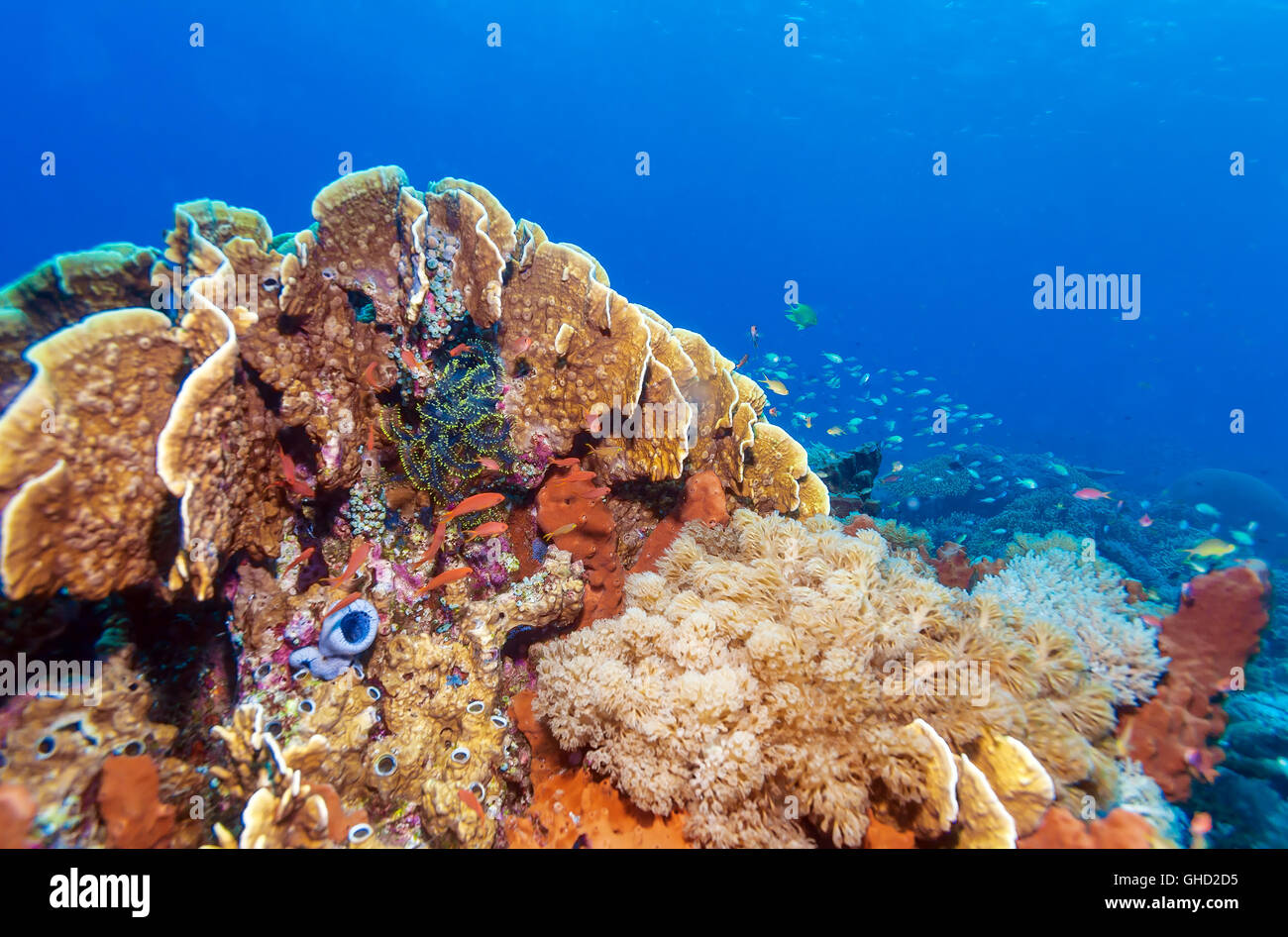 Colorful Tropical Reef Landscape with Hard Corals, Bali, Indonesia ...