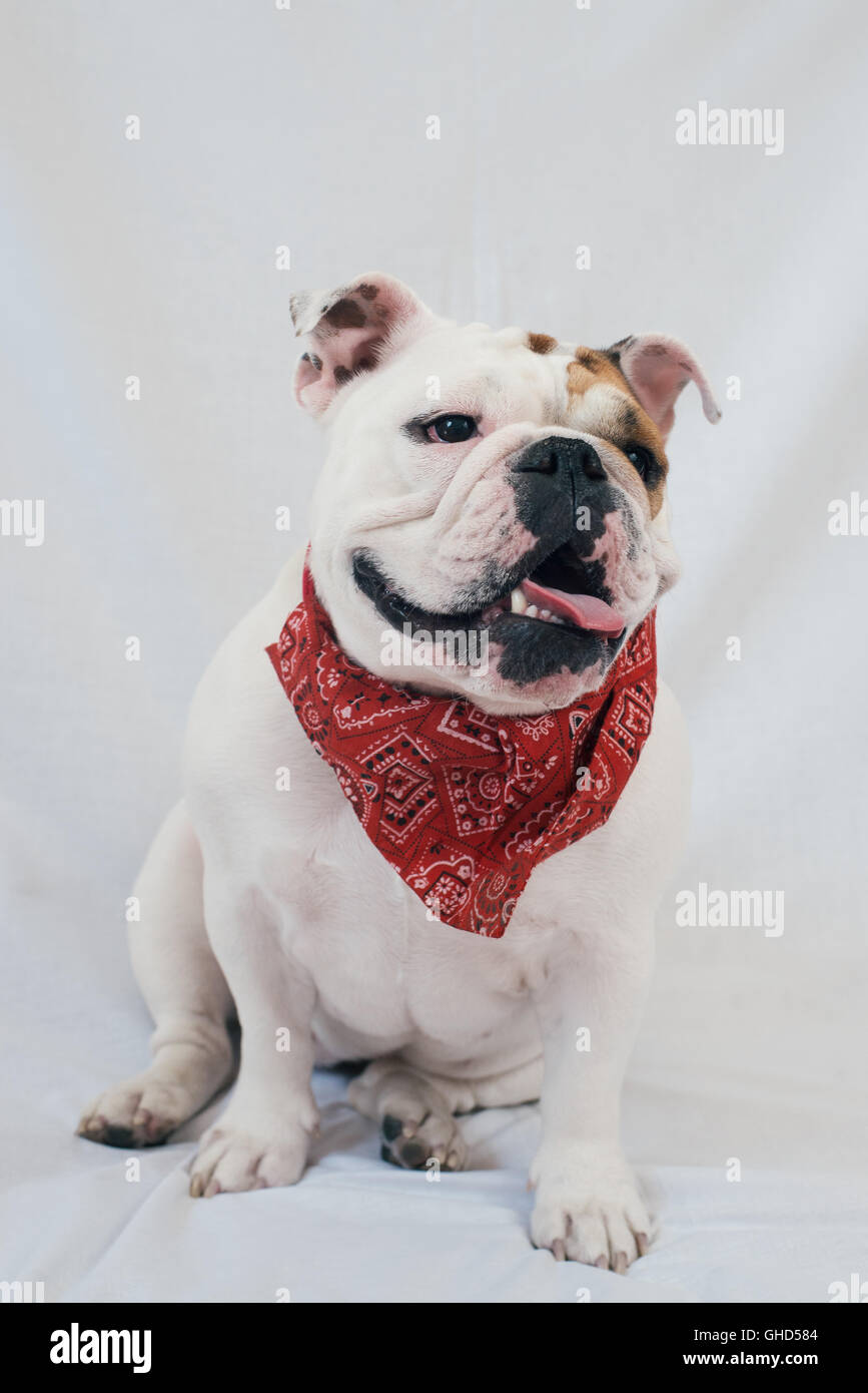 Dog with overbite hi-res stock photography and images - Alamy