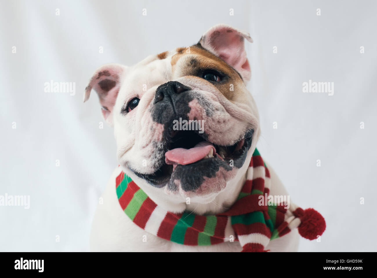 Dog with overbite hi-res stock photography and images - Alamy