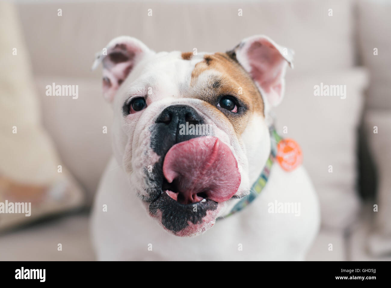 Dog licking it hi-res stock photography and images - Alamy