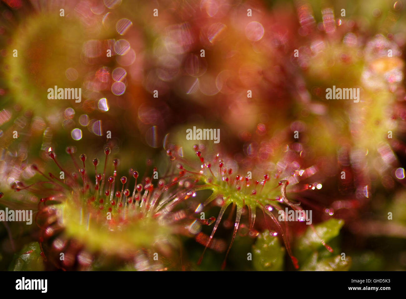Sundew (Drosera) lives on swamps insects sticky leaves. Leaf of Sundew ...