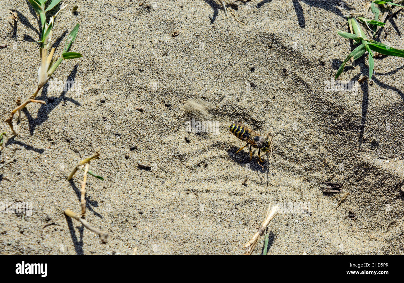 Insect Wasp digs in the sand on the beach Stock Photo - Alamy