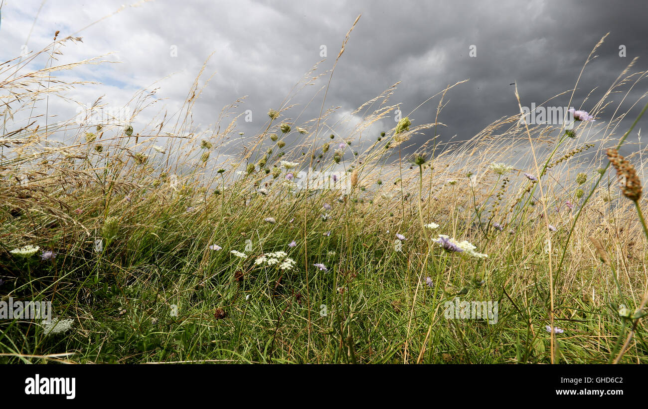 Royston heath hi-res stock photography and images - Alamy