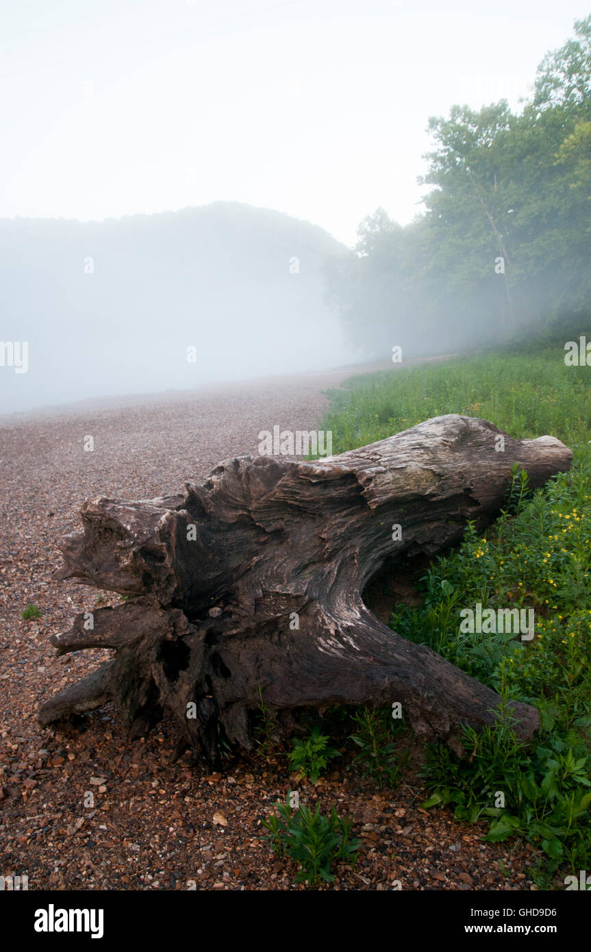 Fallen tree trunk by a river in rural north Arkansas Stock Photo - Alamy