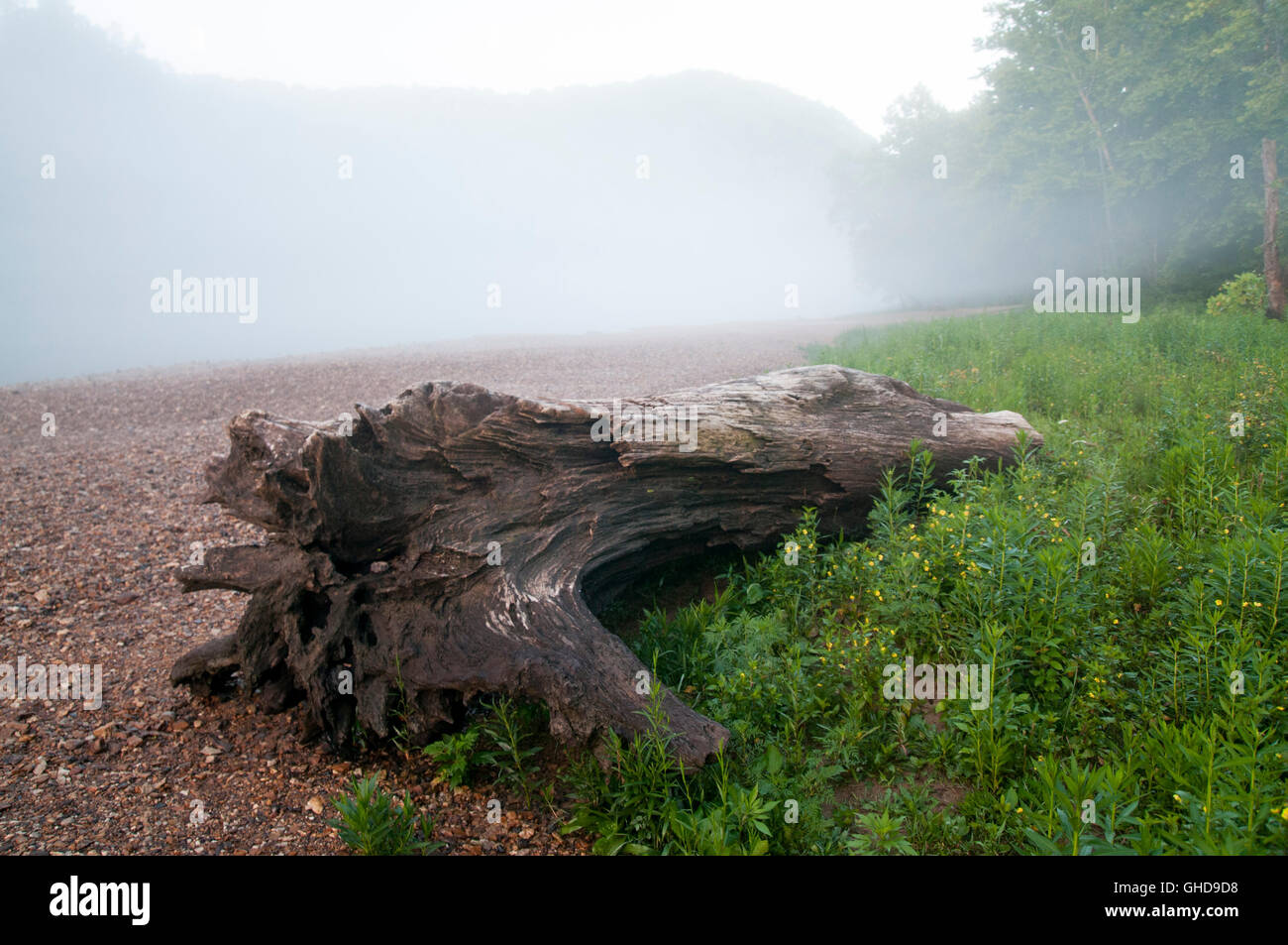 Fallen tree trunk by a river in rural north Arkansas Stock Photo - Alamy