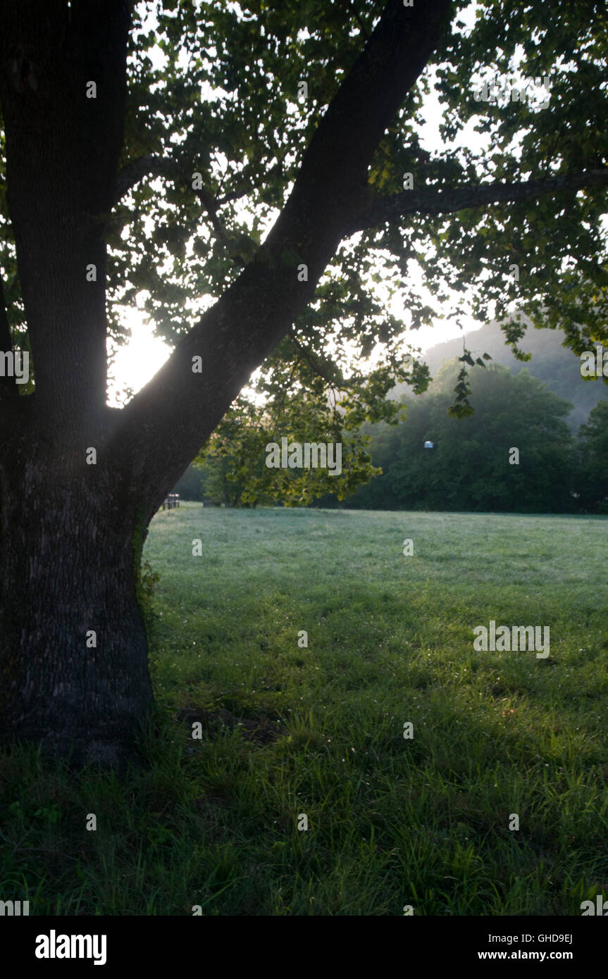 Misty meadow hi-res stock photography and images - Alamy