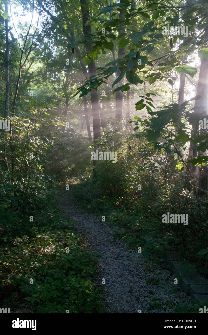 Pathway with trees hi-res stock photography and images - Alamy