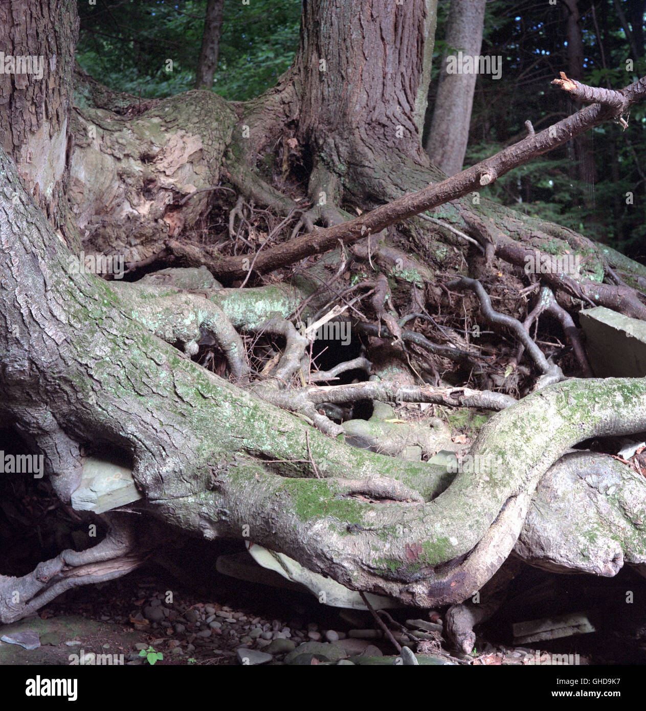 Gnarled tree roots by a river in rural Pennsylvania Stock Photo - Alamy