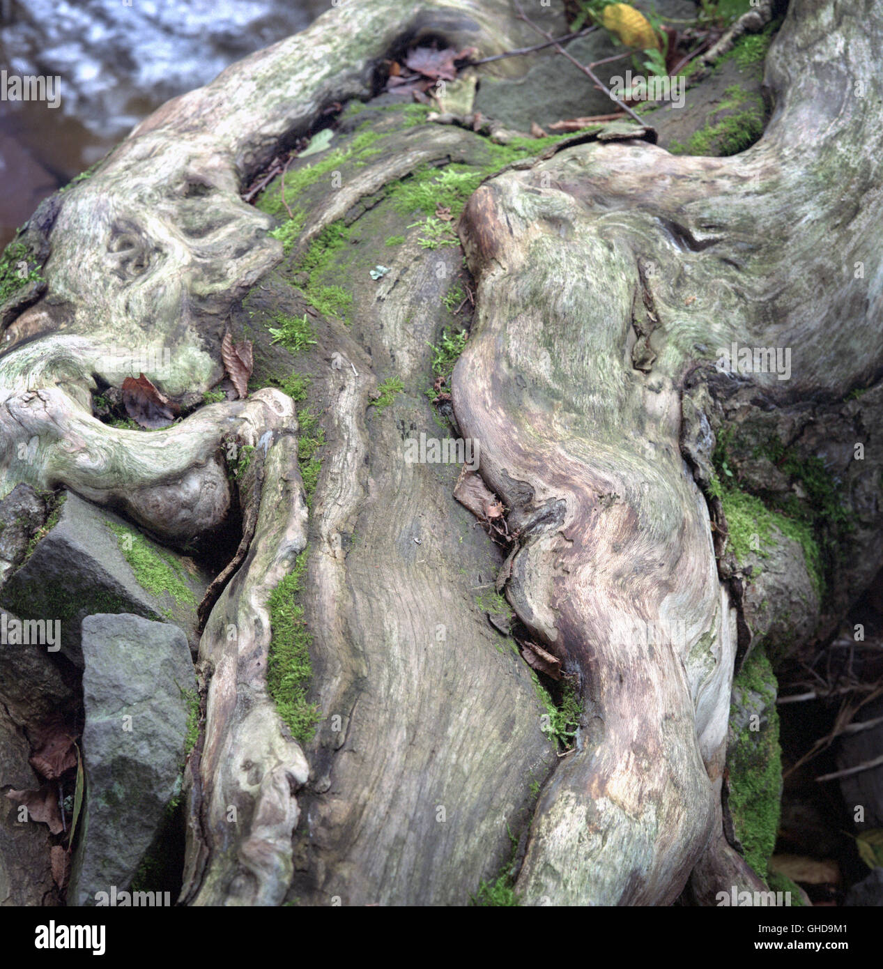 Gnarly Tree High Resolution Stock Photography and Images - Alamy