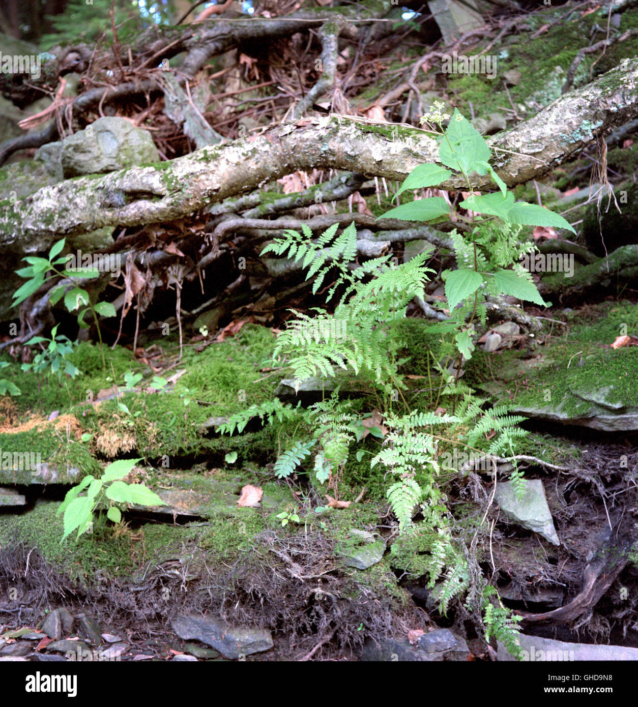 Gnarled tree roots and moss by a river in rural Pennsylvania Stock ...