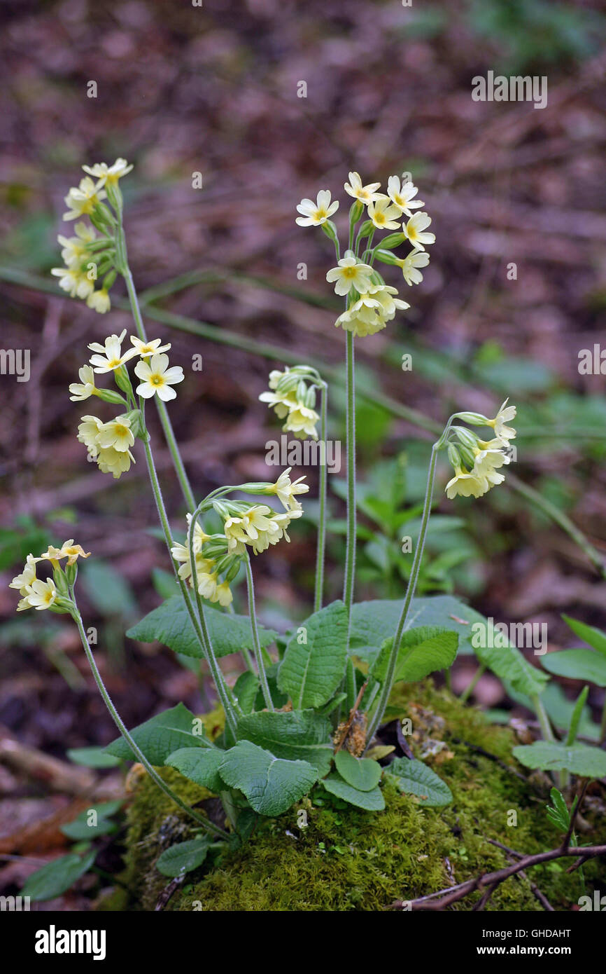 Oxlip flower hi-res stock photography and images - Alamy