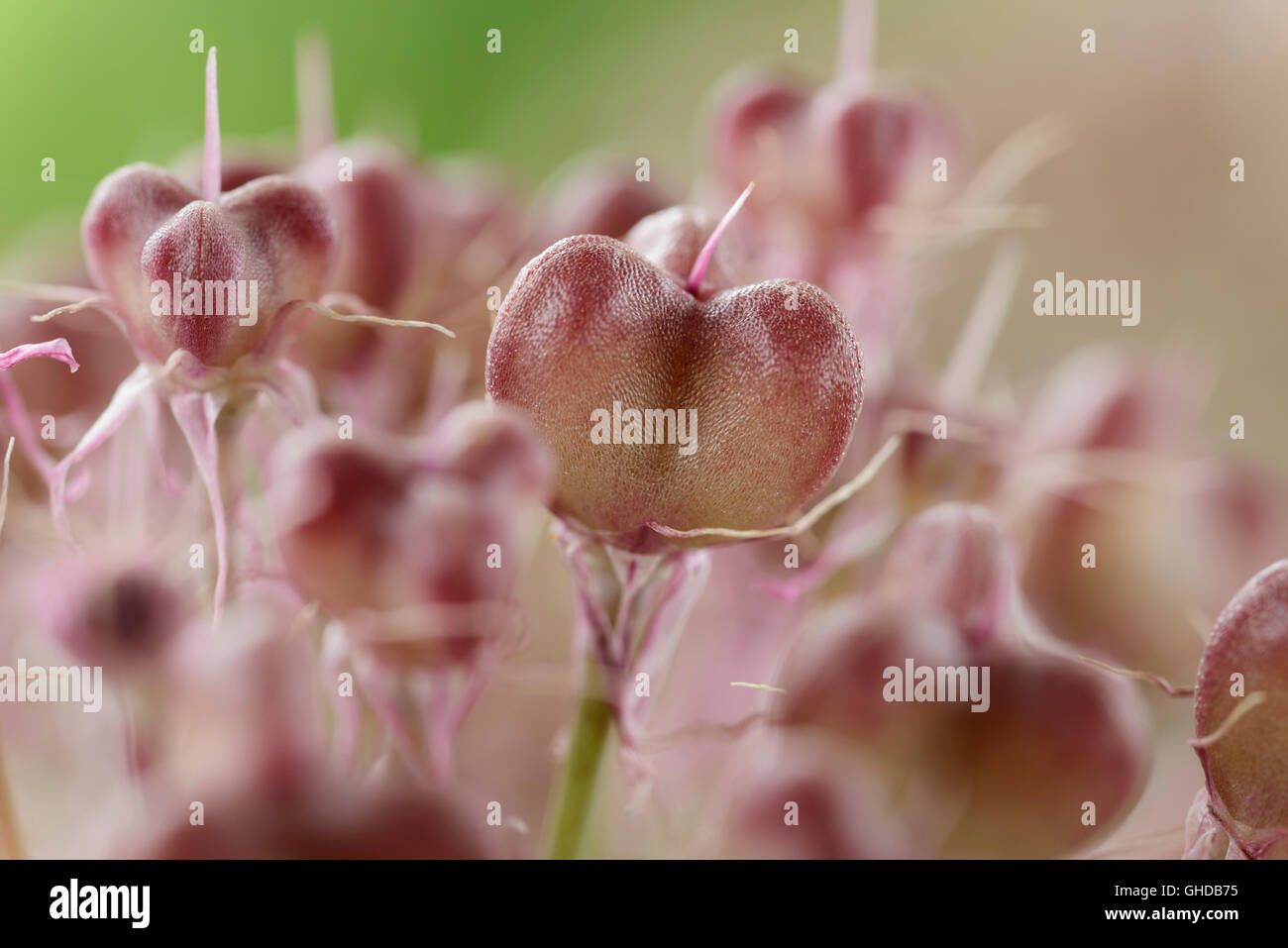 Allium seed heads hi-res stock photography and images - Alamy