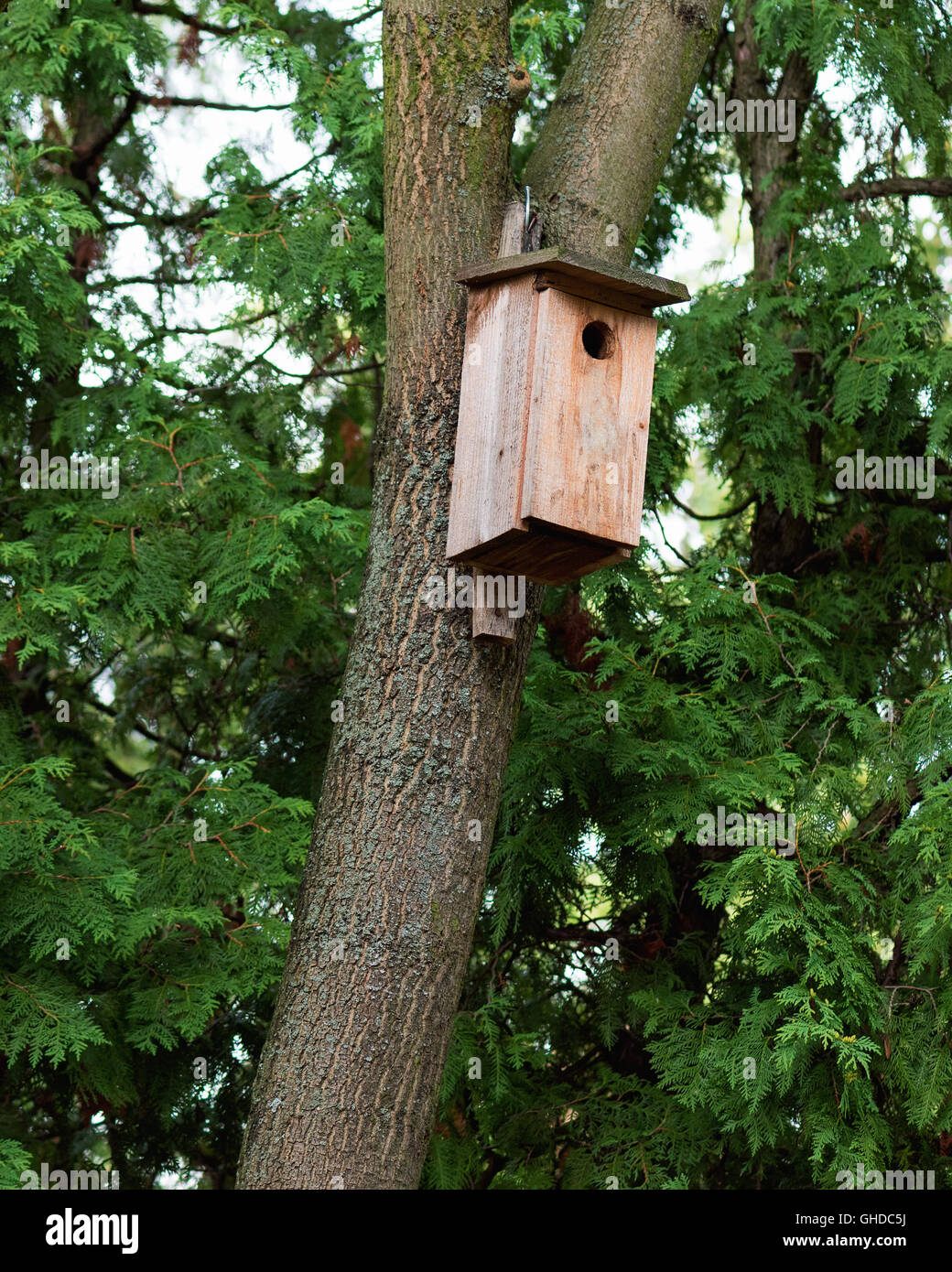 Birdhouse on tree Stock Photo - Alamy
