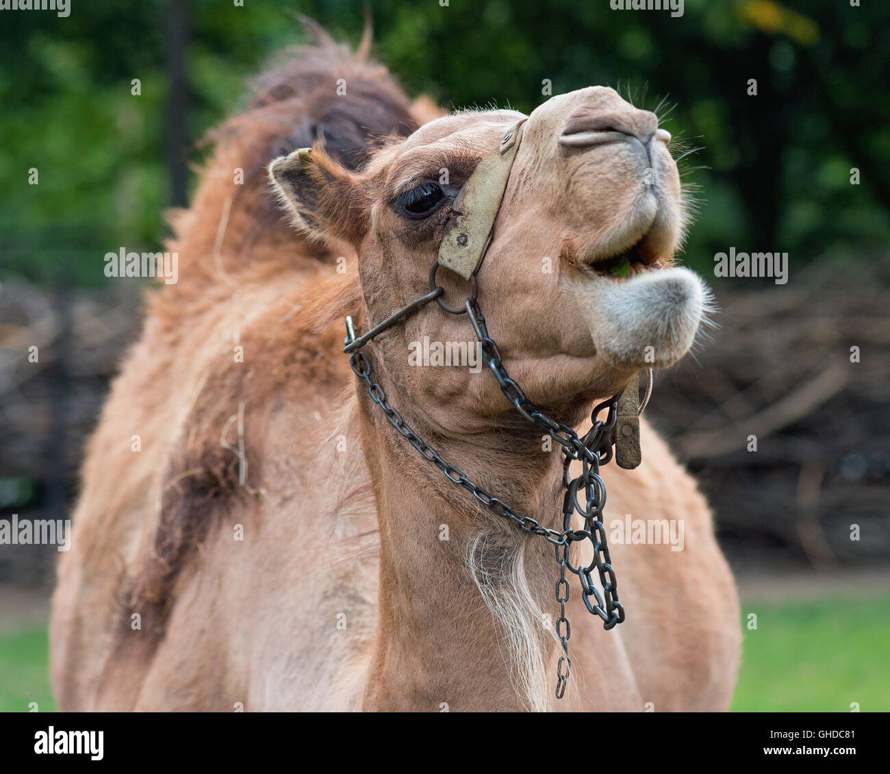 Camel in zoo Stock Photo - Alamy