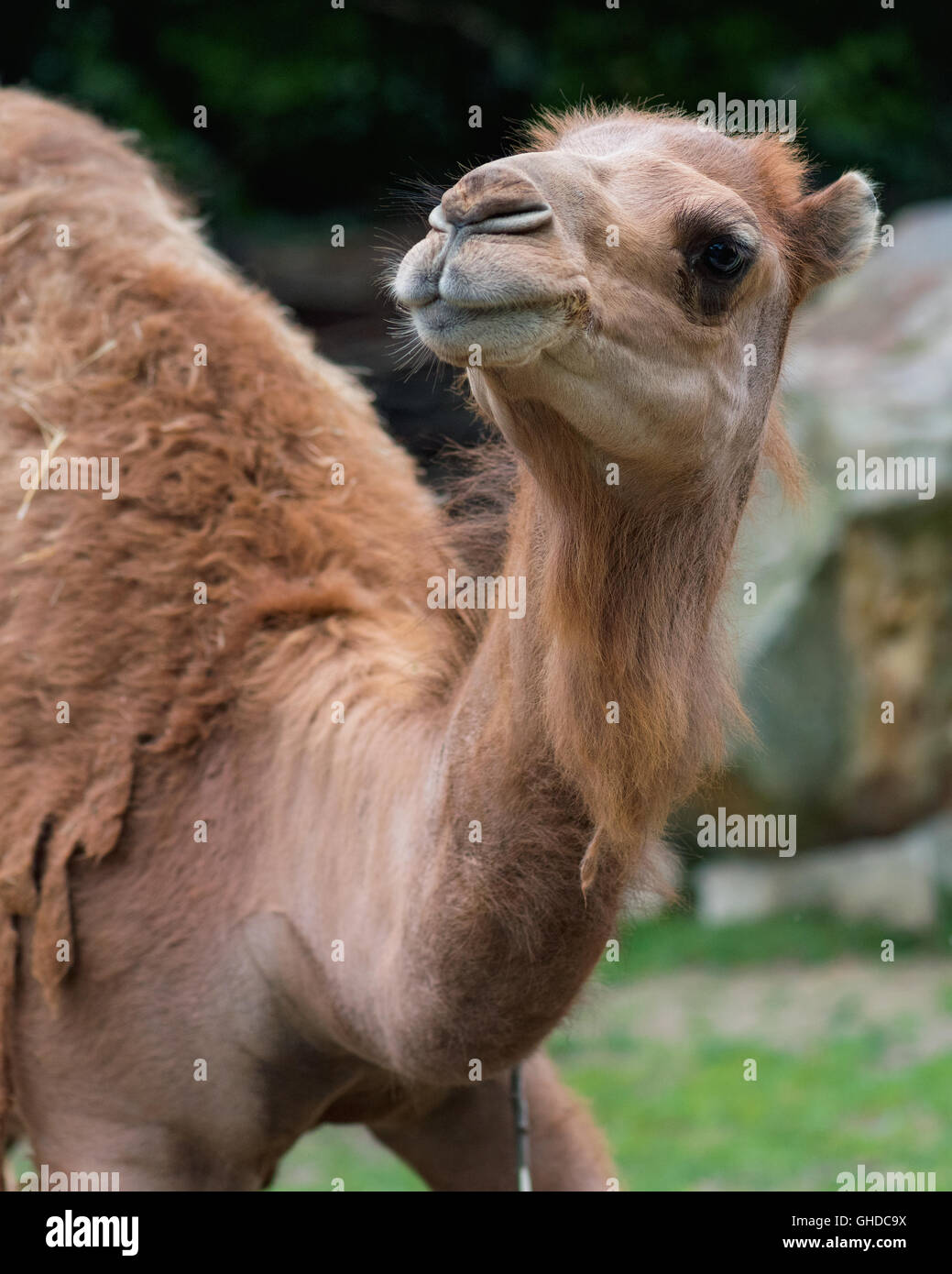Camel in zoo Stock Photo - Alamy