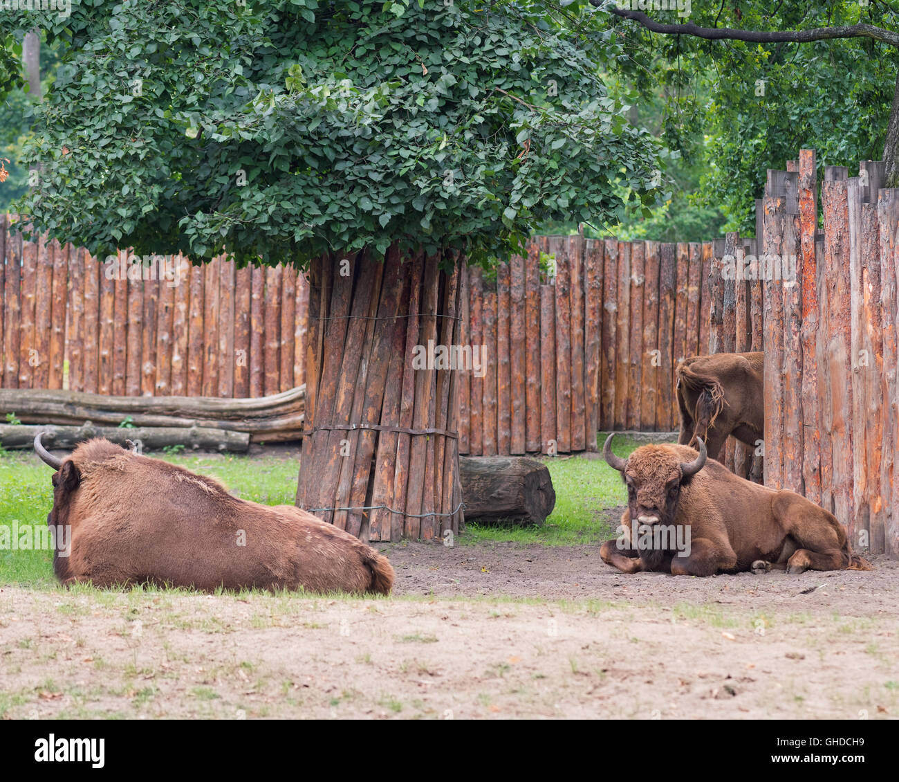 European Bison in zoo Stock Photo - Alamy